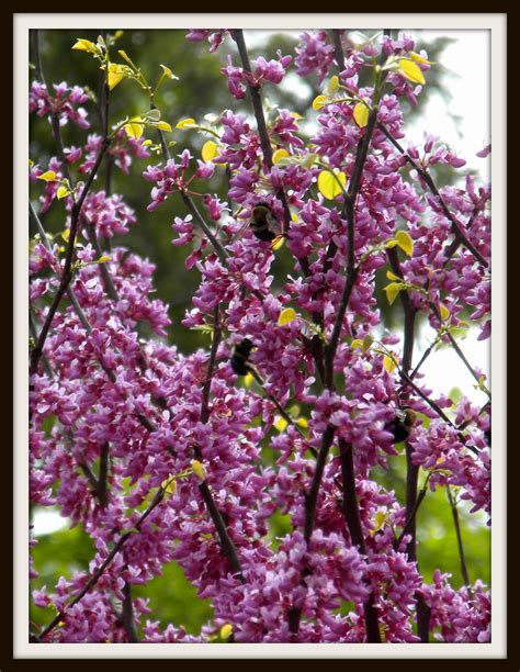 SEX IN THE GARDEN The Flavor Chronicles