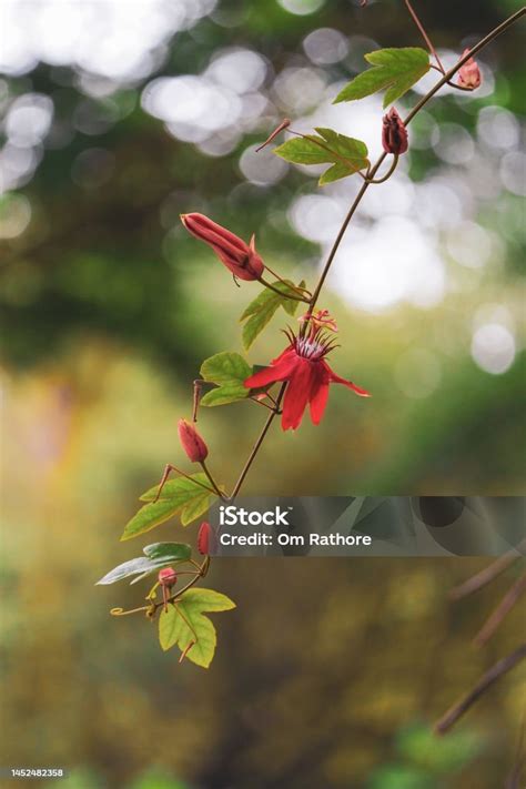 붉은 꽃 플람 보얀트 불꽃 나무 공원에 작은 붉은 꽃이 있는 로얄 포인시아나 부드러운 어두운 배경과 함께 아름 다운 로얄 포인 시아나 나무 0명에 대한 스톡 사진 및 기타