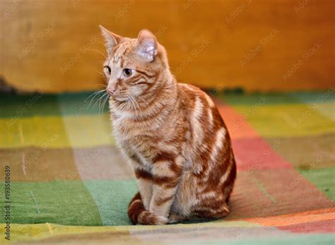 Red Tabby Cat