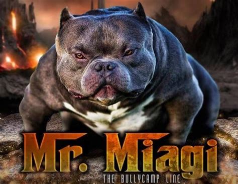 Bullypedia Certified Pedigrees The 1 Resource For All Bully Breeds