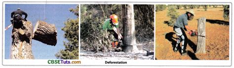 Biodiversity Pattern In Species Processes And Different Types Of