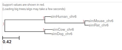 Phylogenetics Tree Issue ComparativeGenomicsToolkit Cactus GitHub