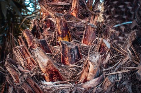 The Close Up Photo Of The Bark Of The Palm Tree Photo Palm Tree Trunk