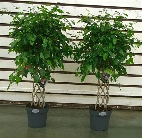 Фикус Бенджамина Экзотик - решетка | КупиРастение.ру