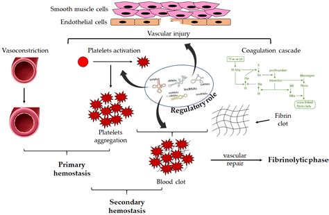 Ijms Free Full Text The Novel Role Of Noncoding Rnas In Modulating Platelet Function