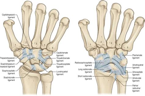 Interosseous Ligament Hand