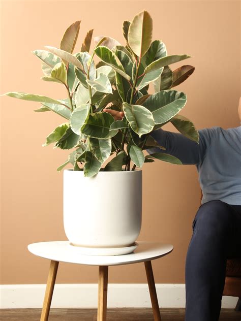 3 5 Ft Ficus Tineke Dahing Plants