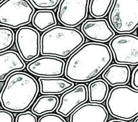 Structure Of Collenchyma