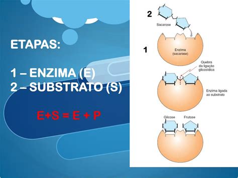 Ppt Enzimas Powerpoint Presentation Free Download Id2156069