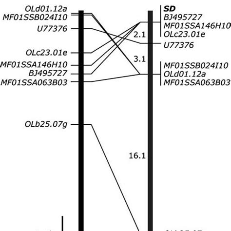 Comparison Of Gene Order Between The Sex Linkage Map In Oryzias Download Scientific Diagram
