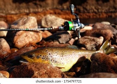 Thousand Speckled Trout Royalty Free Images Stock Photos Pictures Shutterstock