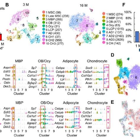 Large Scale Scrna Seq Analyses Of Bone Marrow Mesenchymal Lineage Cells