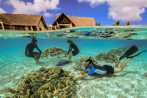 Reefscapers Specialists In Coral Propagation