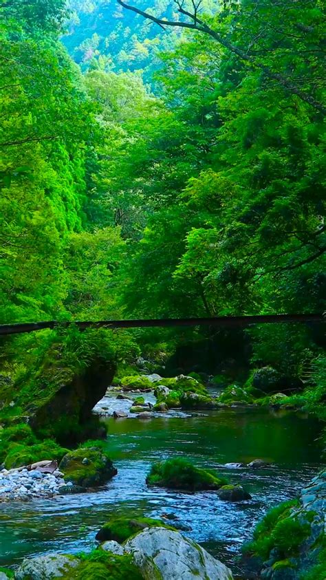 4K护眼绿林溪流 风景手机动态壁纸 风景手机壁纸下载 元气壁纸