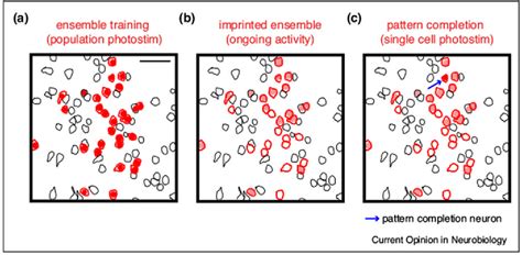 Figure 2 From Playing The Piano With The Cortex Role Of Neuronal Ensembles And Pattern