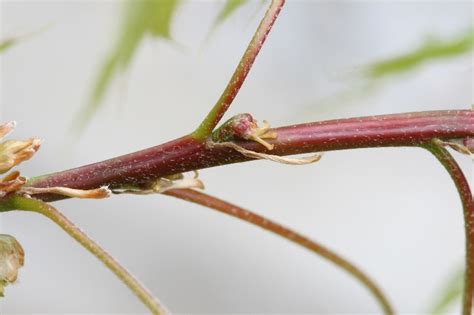 Quercus Palustris Bark Quercus Palustris Moeraseik De Batterijen