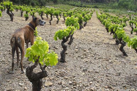 Лунный календарь на июнь — 2022 год благоприятные дни для посадки садоводам огородникам 24СМИ