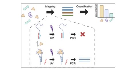 Multiplexed Assay For Small Molecule Quantification Via Photo Cross Linking Of Structure