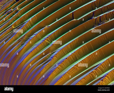 Damaged MEMS Silicon Wafer Coloured Scanning Electron Micrograph Of A Chipped MEMS
