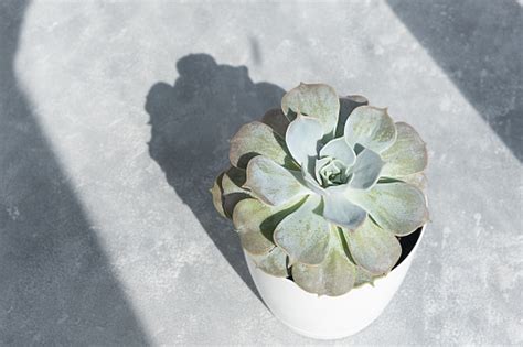 회색 콘크리트 배경에 태양에 흰색 냄비에 실내 식물 즙이 많은 에크베리아 다육 식물에 대한 스톡 사진 및 기타 이미지 다육 식물 태양 하늘 그림자 Istock