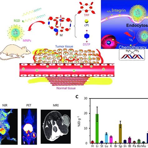 A Schematic Illustration Of Nanoparticle Structure And Tumor Site