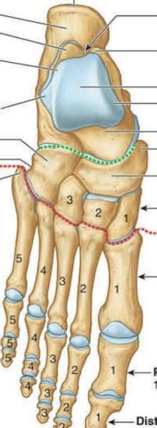 Foot Bones Diagram Quizlet