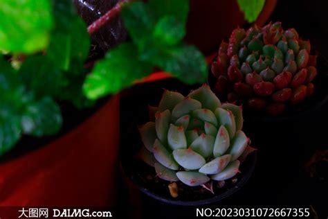 昏暗环境中的多肉植物摄影高清图片大图网图片素材