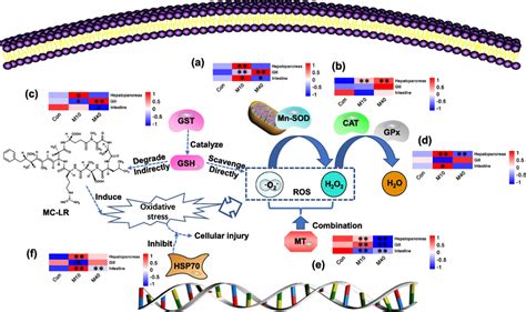 A Schematic Diagram Showing The Proposed Pathways Of How Mc Lr Leads To Download Scientific
