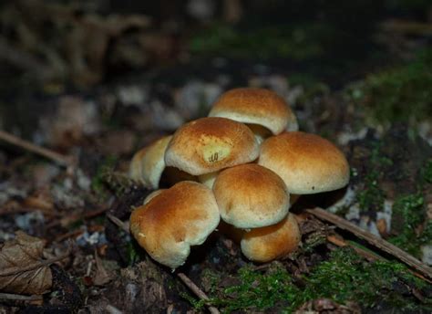 6 Simple Tips To Prevent And Remove Oak Tree Fungus Tree Journey TradeWorks Revenue System