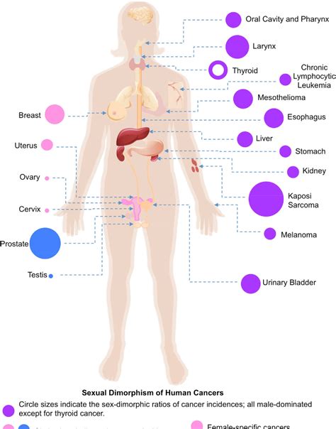 Figure From Regulation Of Sex Hormone Receptors In Sexual Dimorphism Of Human Cancers