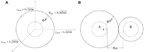 Three Dimensional Stochastic Off Lattice Model A The Radius Of The