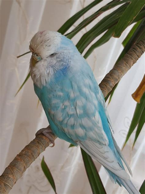 Which Sex Is My Bird Rbudgies