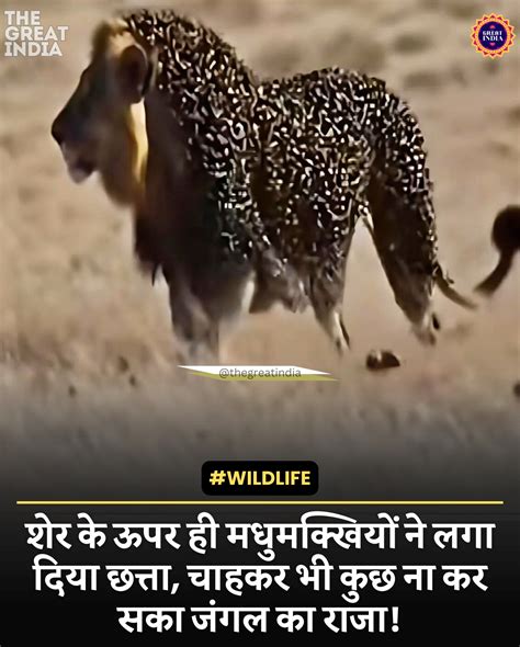 सोशल मीडिया पर एक वायरल वीडियो ने सभी को हैरान कर दिया है जिसमें जंगल के राजा शेर के शरीर पर