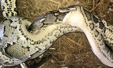 giant python caught swallowing even bigger python alive in world first