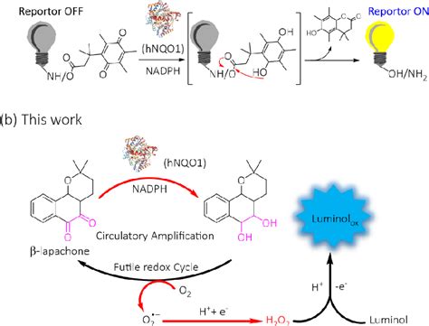 Figure 1 From Electrochemiluminescent Detection Of Hnqo1 And Associated Drug Screening Enabled
