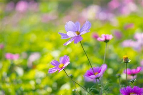 秋桜 むらのっちの風に吹かれて