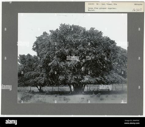 Tree Identification Elm Photographs Relating To National Forests Resource Management