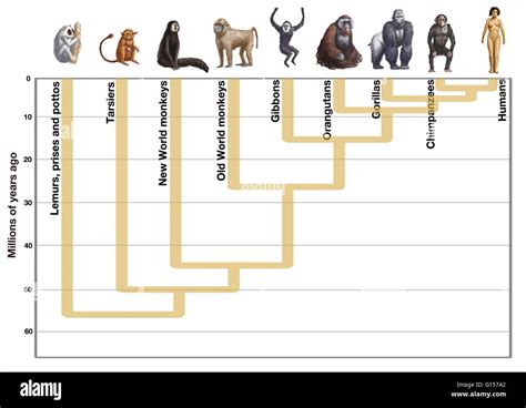 Human Evolution Diagram Artwork Showing The Evolution Of Humans From