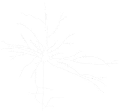 2 Cortex And Pyramidal Motor System Flashcards Quizlet