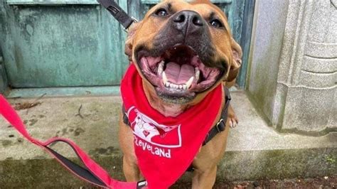 Petition · Cleveland Browns Adopt A Shelter Dog For Mascot
