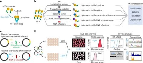 Spatiotemporal Control Of Rna Metabolism And Crisprcas Functions Using