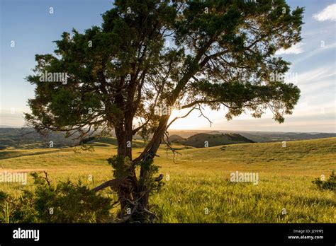 Backlit Juniper Tree On Buck Hill In Theodore Roosevelt National Park North Dakota Usa Stock