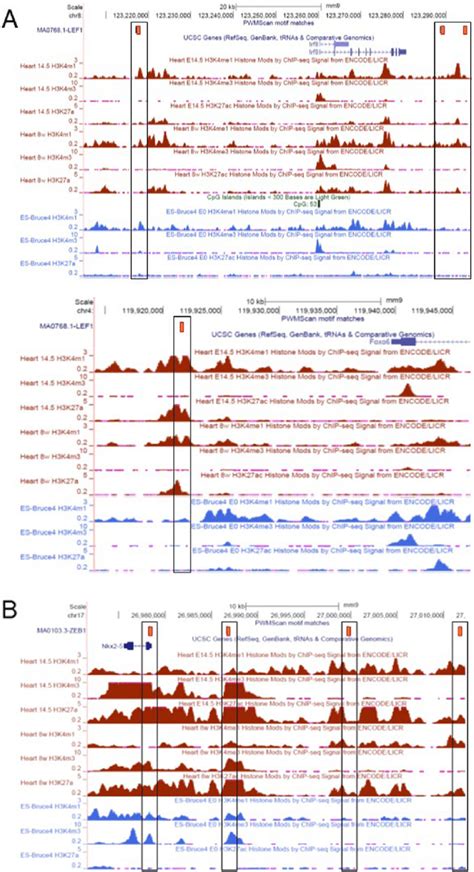 Ucsc Browser Screenshots Of Genes Regulated By Sex Biased Transcription