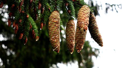 콘 가지 전나무 Pixabay의 무료 사진 Pixabay