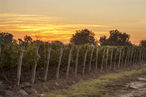 Achaval Ferrer Puts Terroir In The Spotlight With Fincas 2020