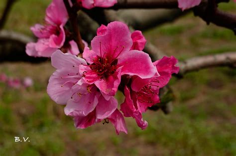 ბადრი ვადაჩკორიას შეუდარებელი ფოტოები