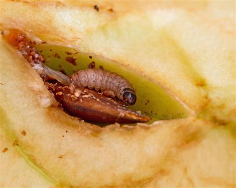 How To Get Rid Of Codling Moth In Your Garden Yates Australia