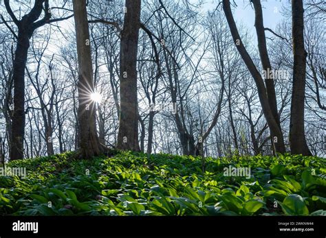Deciduous Forest In Spring Leaves Of Ramson Allium Ursinum Backlit