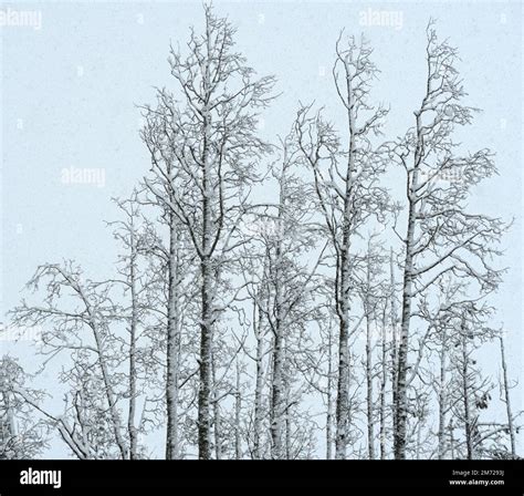 Trees Without Leaves In A Snowy Day Stock Photo Alamy
