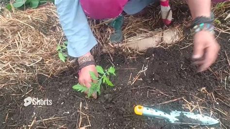 Засаждане на домати Деси Владовска Youtube